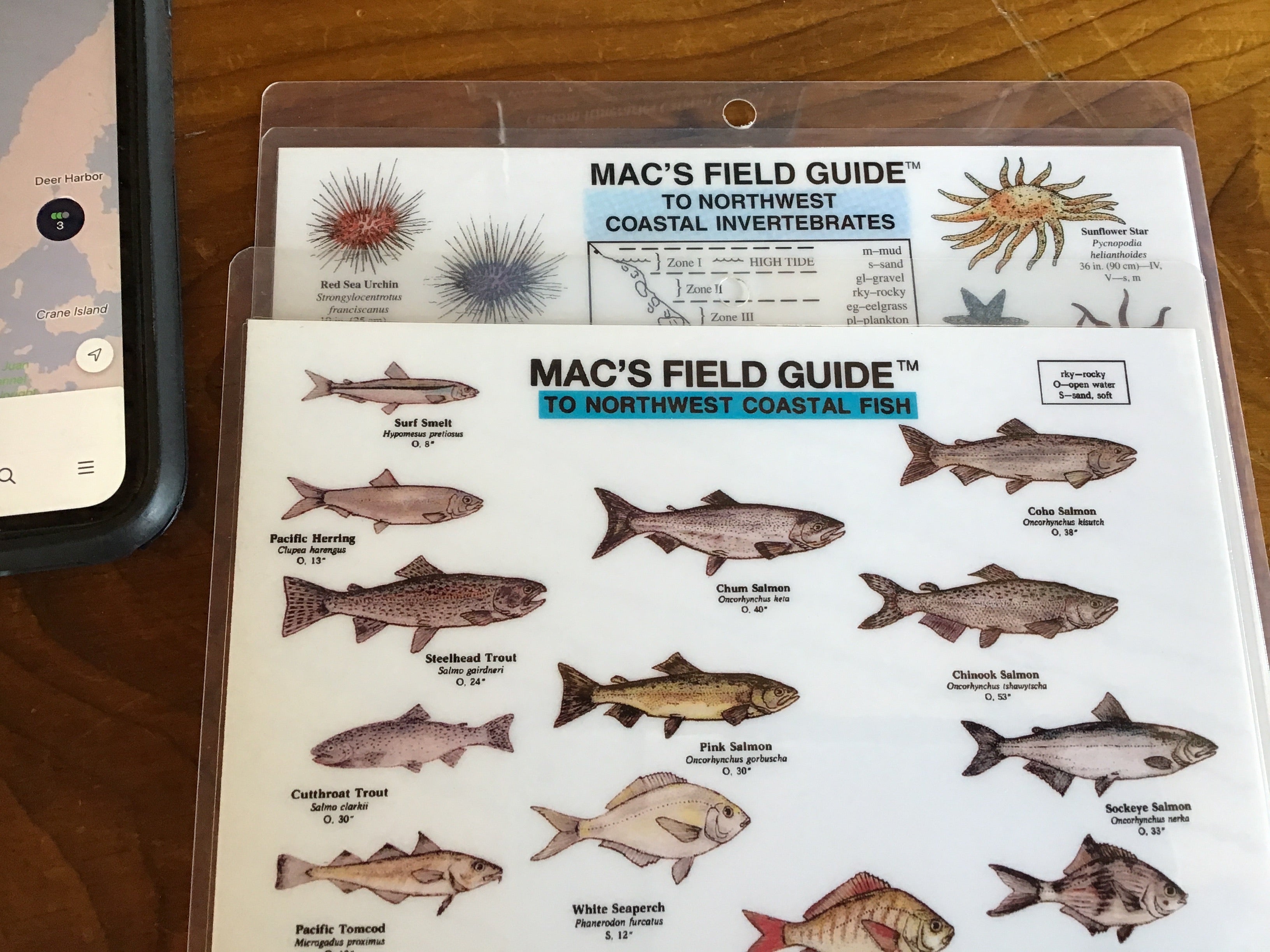 Macs Field Guide-coastal/invertebrates – Deer Harbor Charters