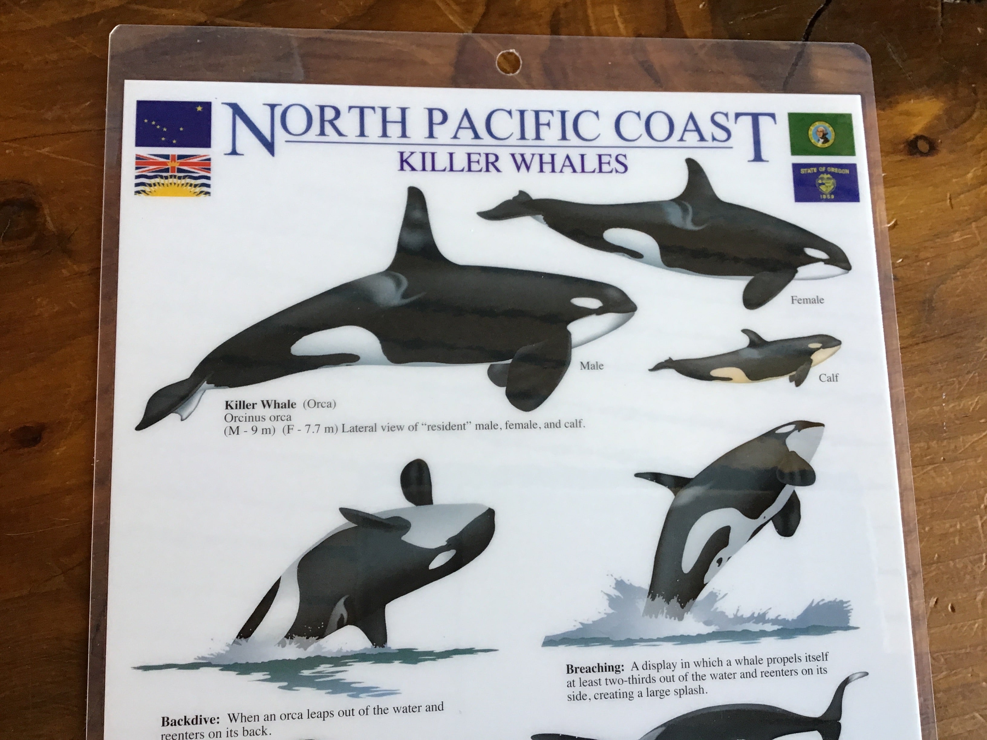 Orca field guide – Deer Harbor Charters