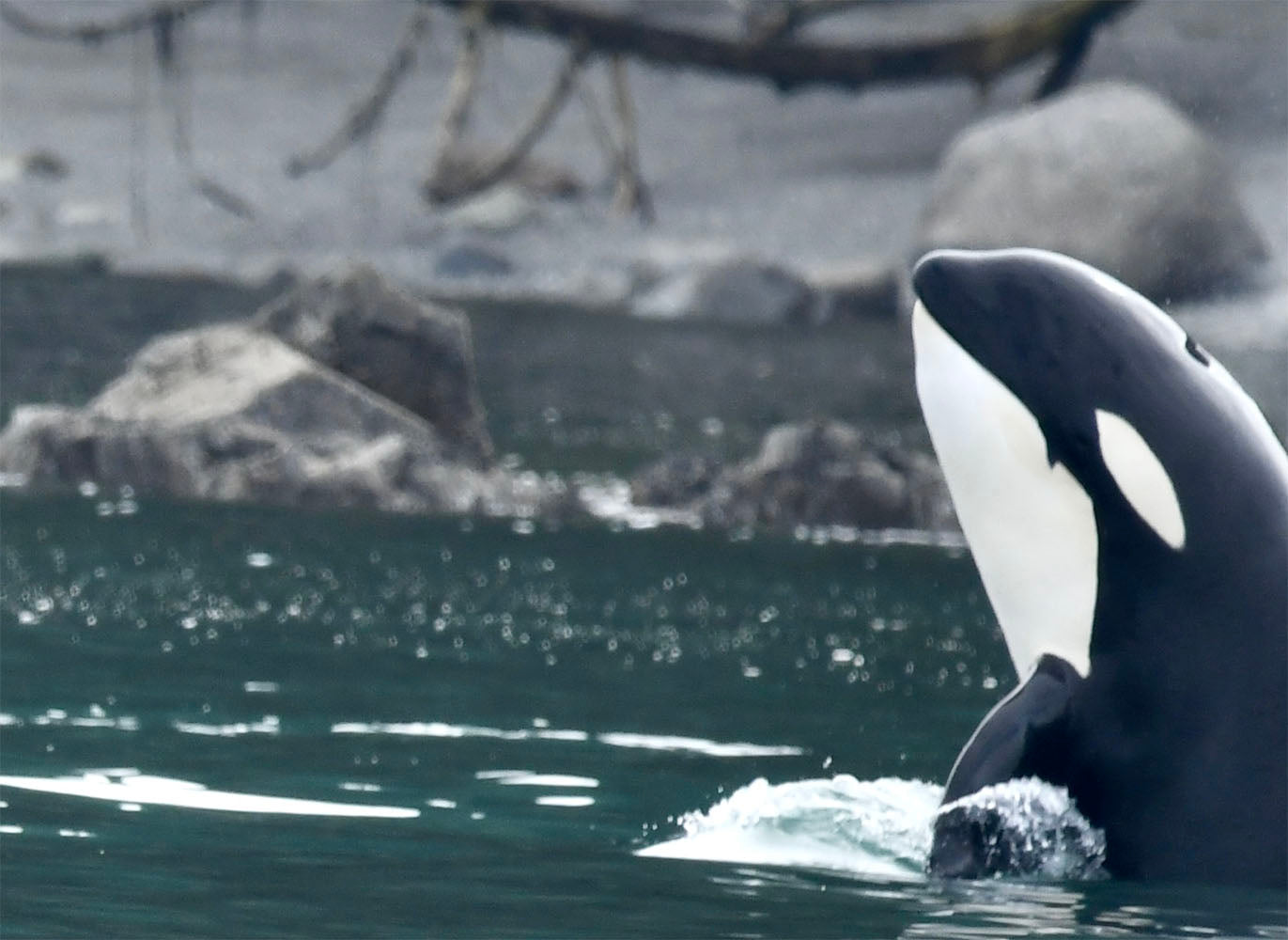 Orcas Island Whale Watch - Deer Harbor Charters