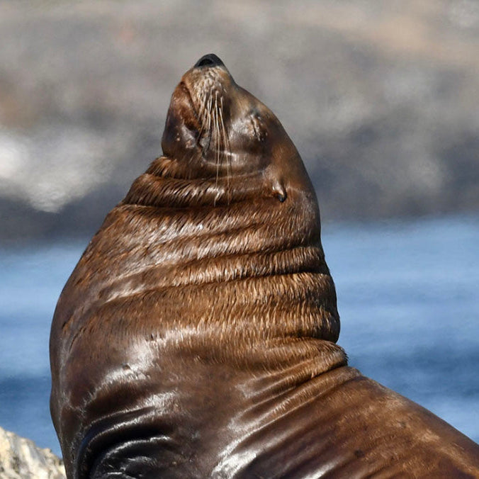 Bronze Sea Lion Membership – Deer Harbor Charters